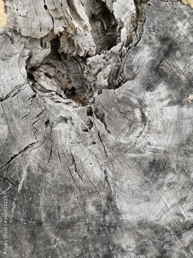 Tronco de árbol seco Stock Photo | Adobe Stock