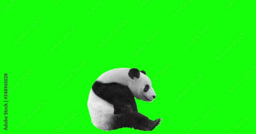 Animated panda bear (giant panda) standing up on two legs, then falling ...
