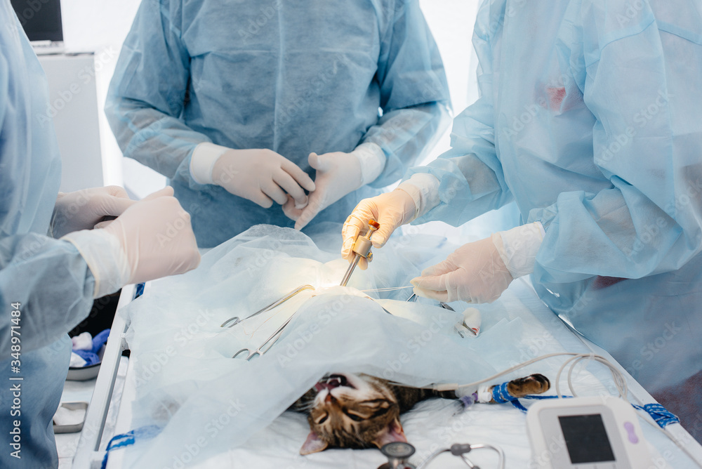 In a modern veterinary clinic, an operation is performed on an animal ...