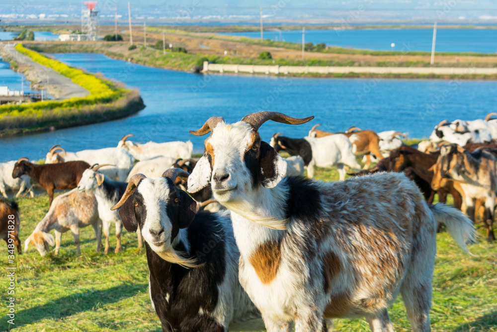 Head portrait of two adult male goats with beard and horns looking at ...