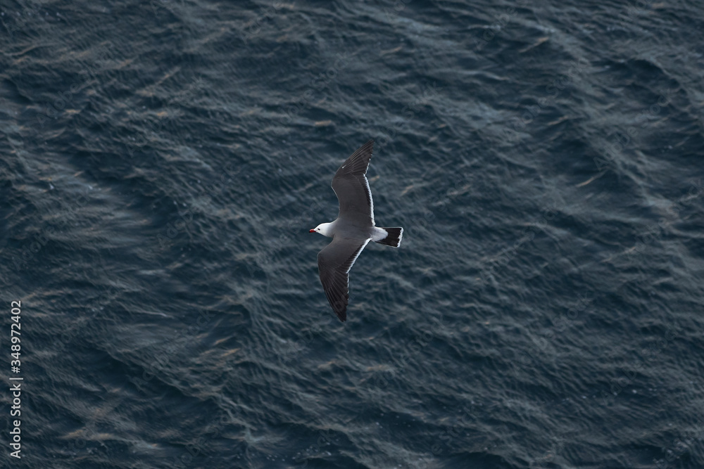 WhiteSeagull Top View_In Flight over Ocean Stock Photo | Adobe Stock
