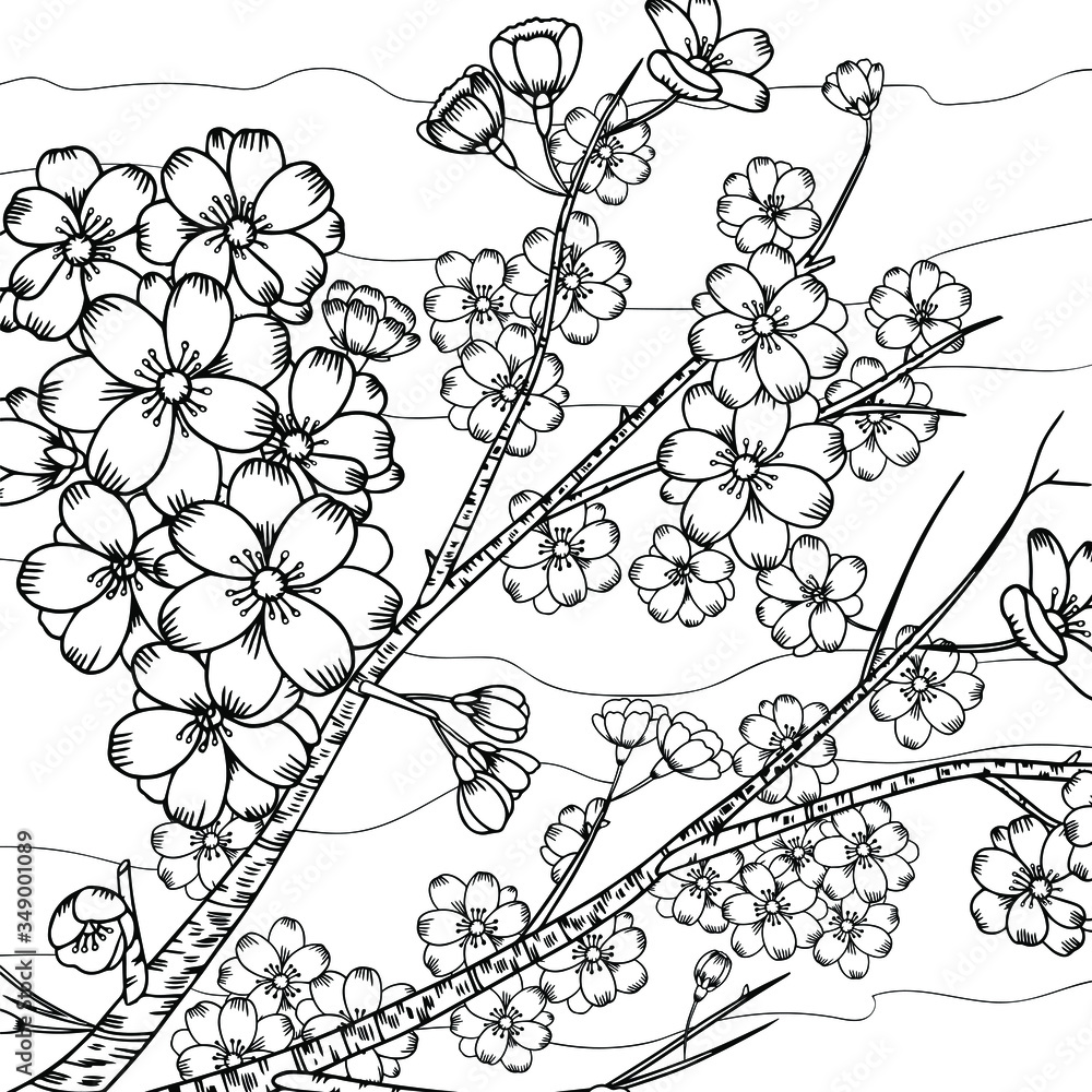 Cherry blossom. Sakura tree. Spring outline illustration for coloring ...