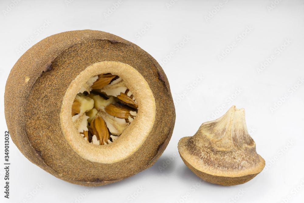Brazilian Lecythis pisonis fruits and seeds isolated in white ...