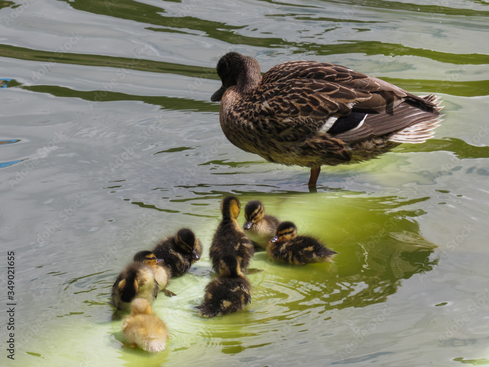 Pato con sus crias Stock Photo | Adobe Stock