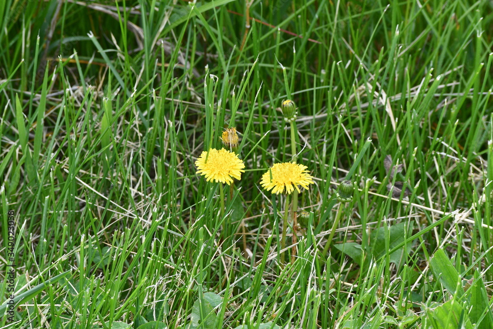 Dandelions Stock Photo | Adobe Stock