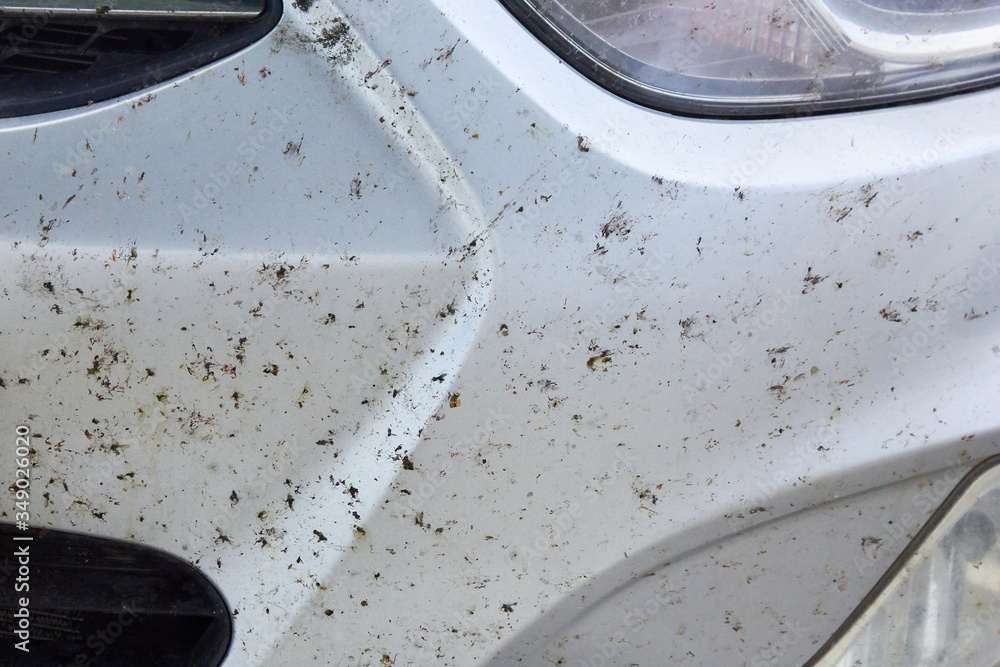midges insects on the bumper and hood of the car Stock Photo | Adobe Stock