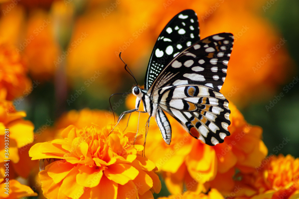 Butterflies make our nature and world more colourful. Their vivid wing ...