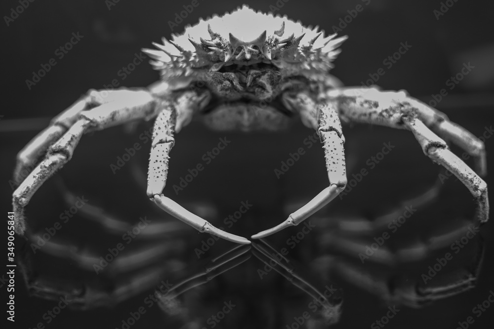 Fabulous and strange exotic crabs in a museum in Portugal photographed ...