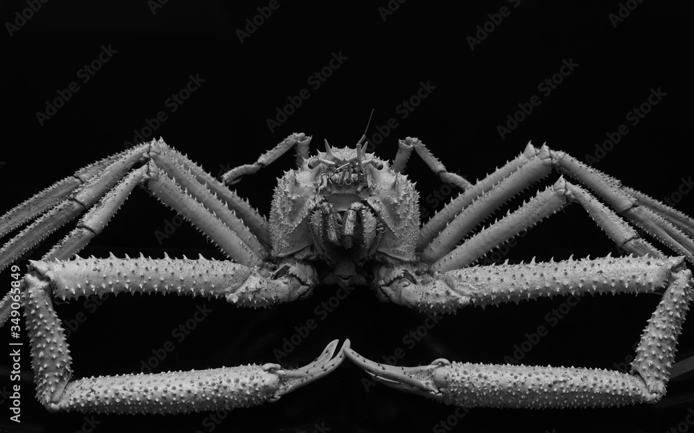 Fabulous and strange exotic crabs in a museum in Portugal photographed ...