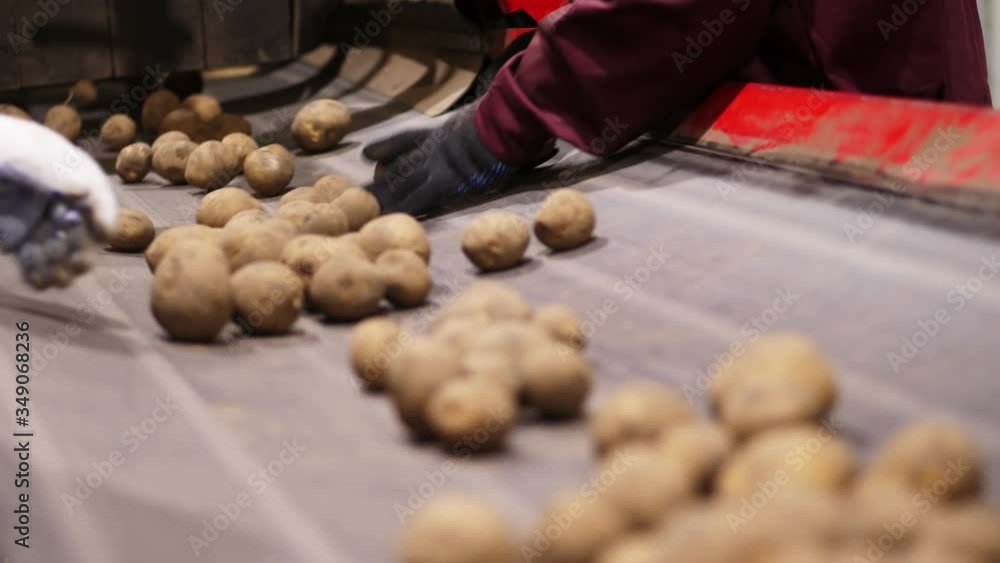 close-up, workers Hands in gloves sorting potato tubers on conveyor ...