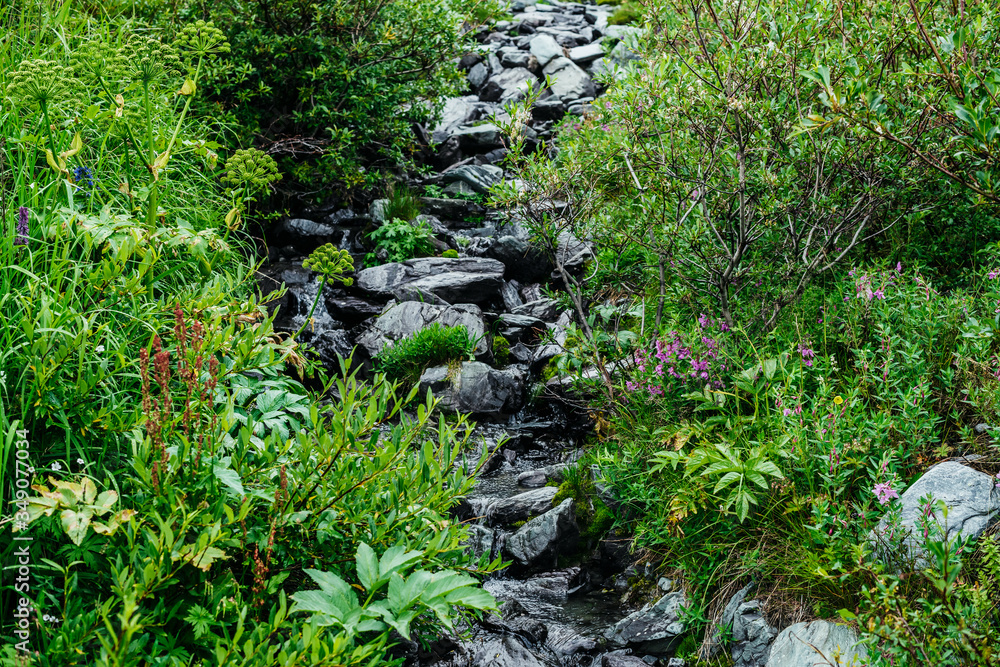 Vast variety of herbs and flowers near spring water among stones ...