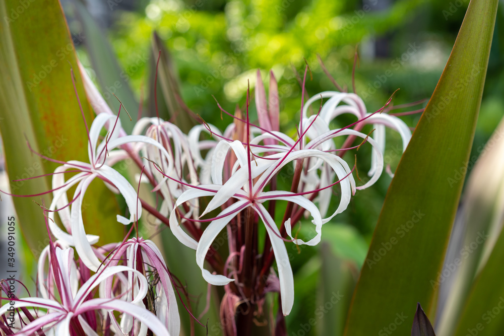 Crinum Lily blooming in the park, Giant lily, Crinum lily, Red crinum ...