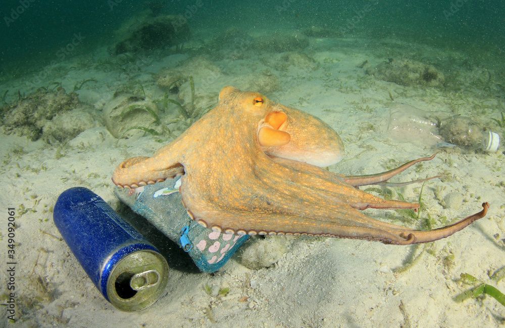 Polluted ocean. Octopus looks for food among plastic garbage and tin ...