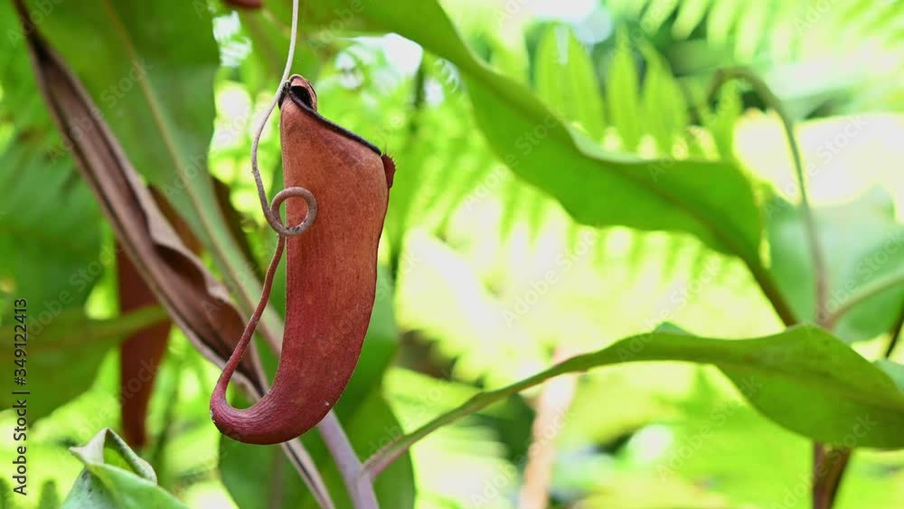 Tropical Pitcher Plant, Nepenthes ampullaria; this Tropical Pitcher ...