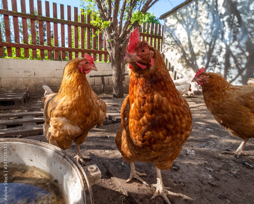 Domestic laying hens walk in the paddock in the backyard. Stock Photo ...