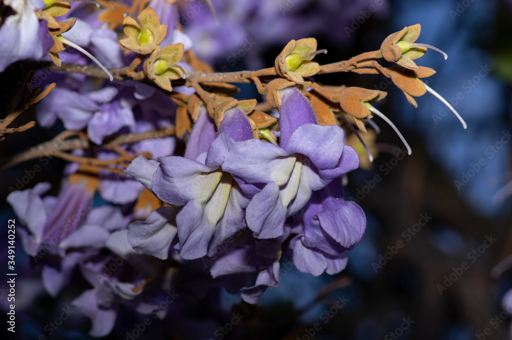 Foto de Paulownia tomentosa (common names princess tree, empress tree ...