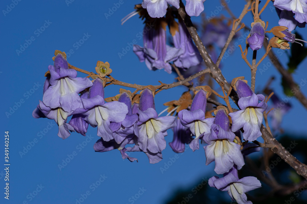 Paulownia tomentosa (common names princess tree, empress tree, or ...