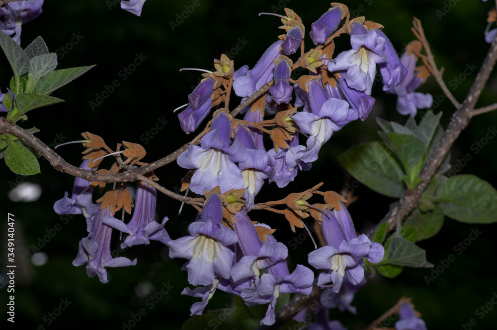 Paulownia tomentosa (common names princess tree, empress tree, or ...