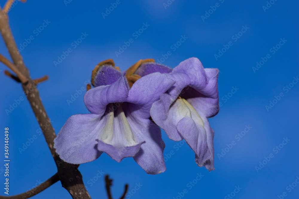 Foto de Paulownia tomentosa (common names princess tree, empress tree ...
