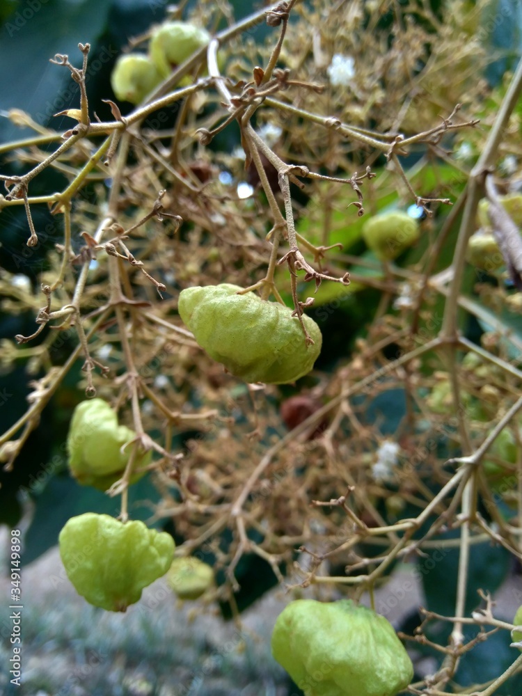 Teak Tree Fruit
