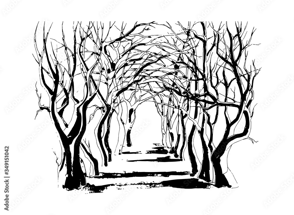 Vector nature illustration. Inked alley with trees without leaves ...