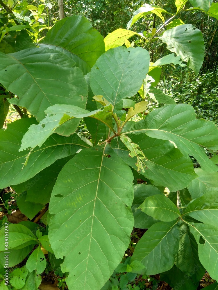 Green teak (Tectona grandis Linn f., Burmese teak, jati, Nagpur teak ...