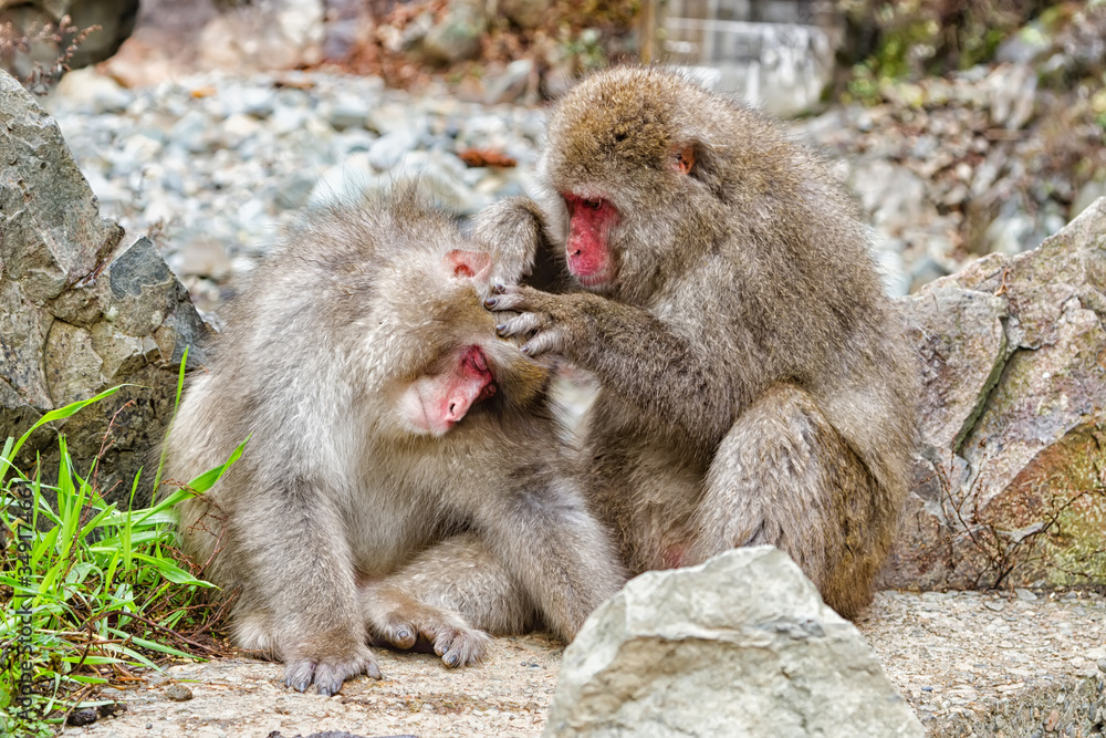 Snow monkeys in a natural onsen (hot spring), located in Jigokudani ...