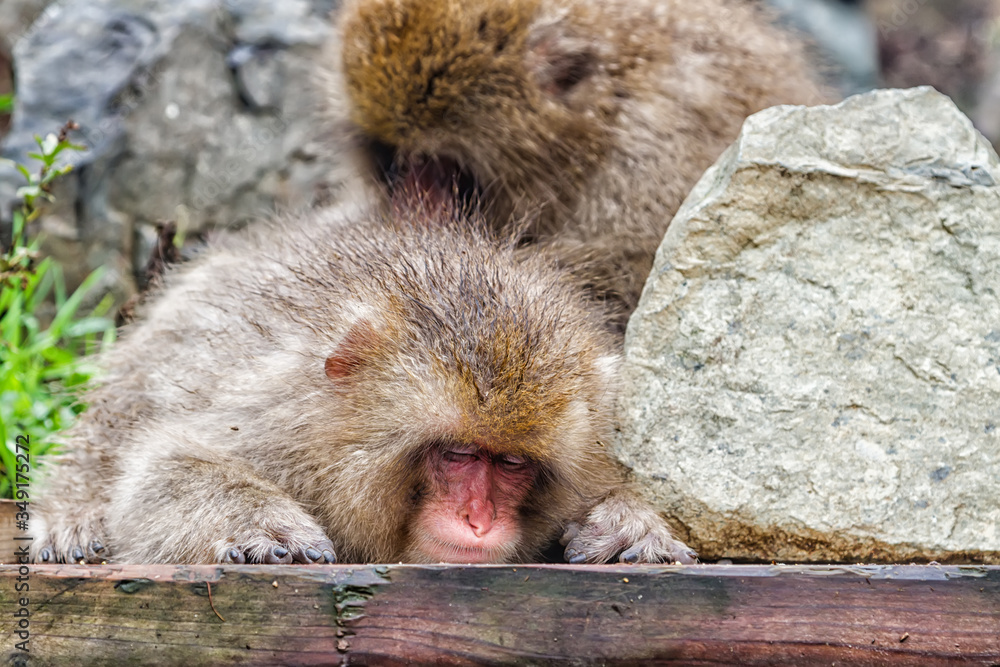 Snow monkeys in a natural onsen (hot spring), located in Jigokudani ...