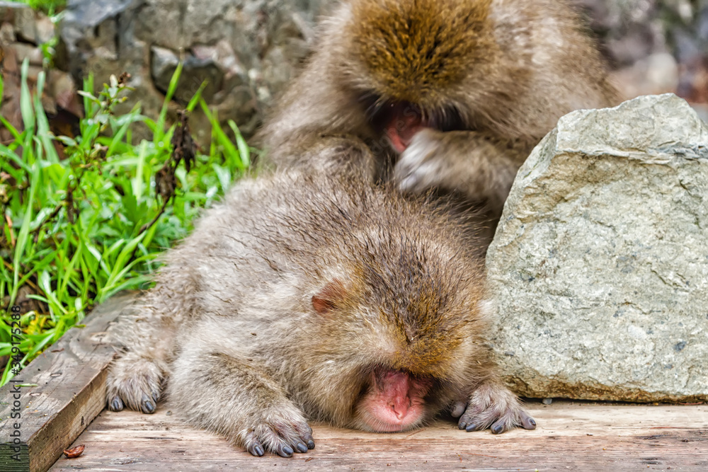 Snow monkeys in a natural onsen (hot spring), located in Jigokudani ...