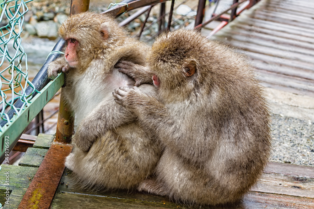 Snow monkeys in a natural onsen (hot spring), located in Jigokudani ...