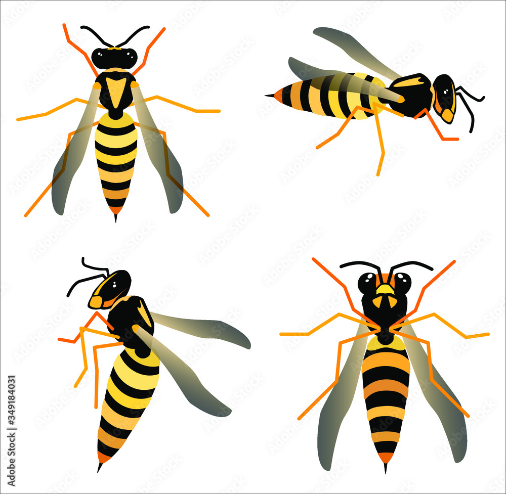 Set of wasps from different sides. Wasp from the back, in front, side ...