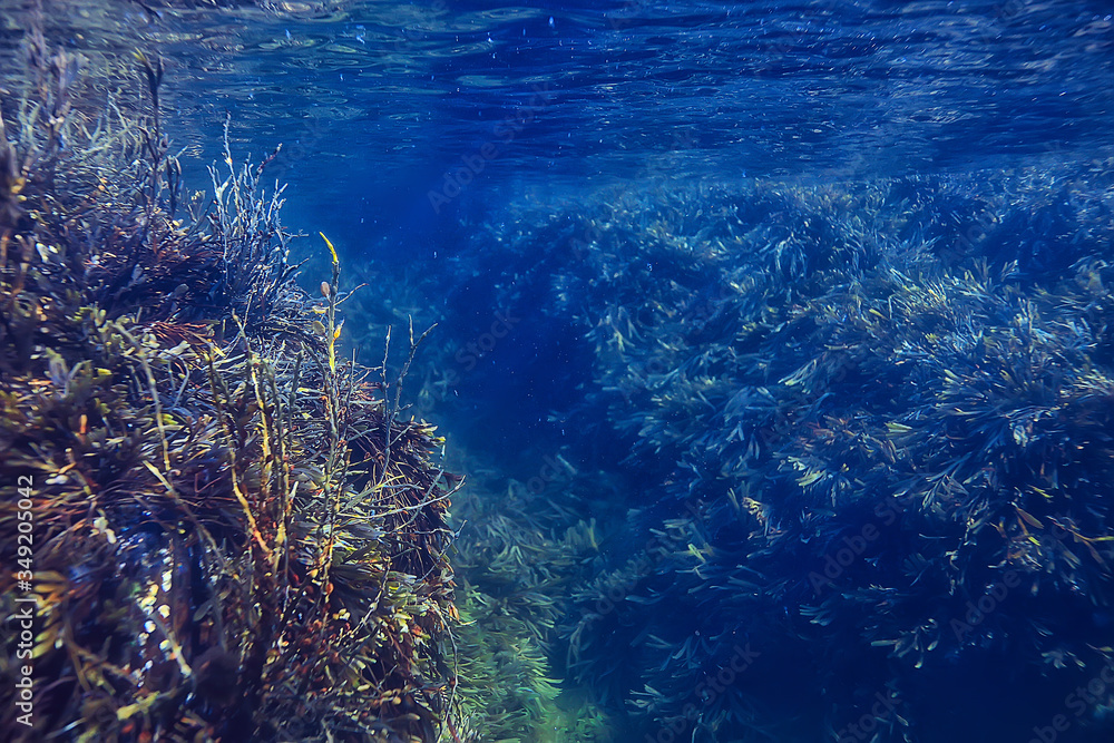 underwater landscape reef with algae, sea north, view in the cold sea ...