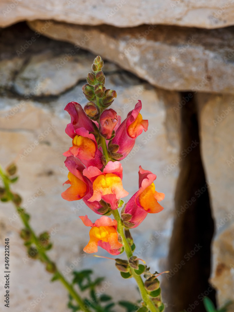 Mufliers ou gueules de loup (Antirrhinum majus) plante ornementale de ...