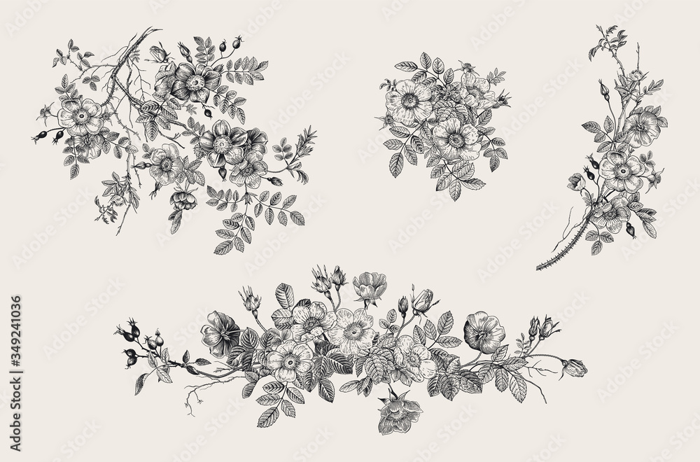 Wild roses. Botanical floral vector illustration. Set. Black and white ...