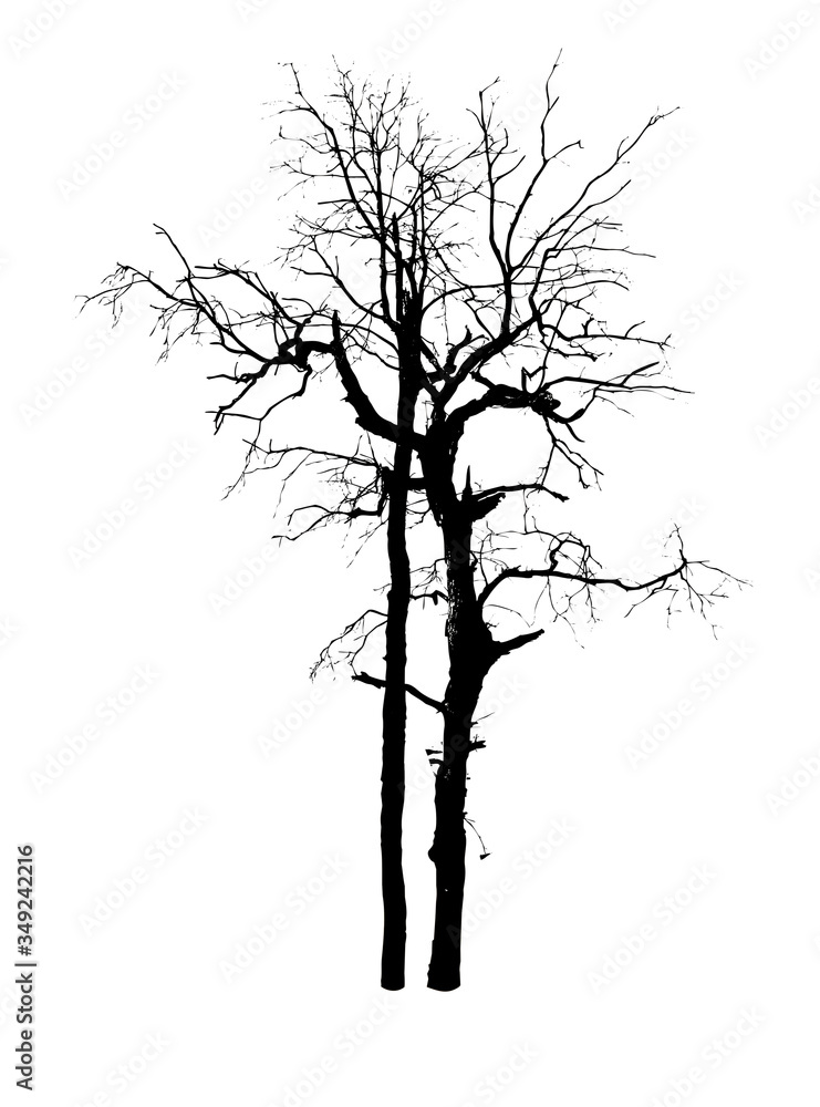 black tree silhouette isolated on white background. Clipping path. for ...