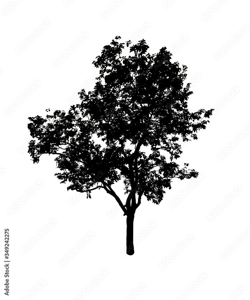 black tree silhouette isolated on white background. Clipping path. for ...