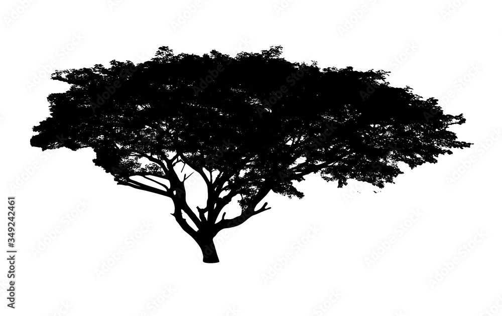 black tree silhouette isolated on white background. Clipping path. for ...