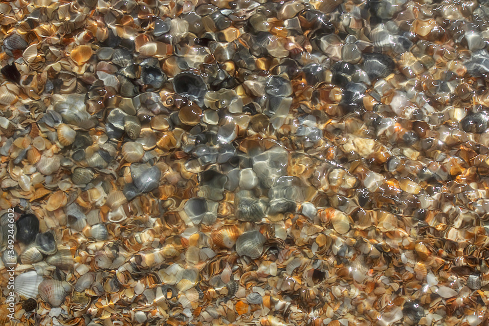 Abstract background. Shell under water. Bright sunny day, glare from ...