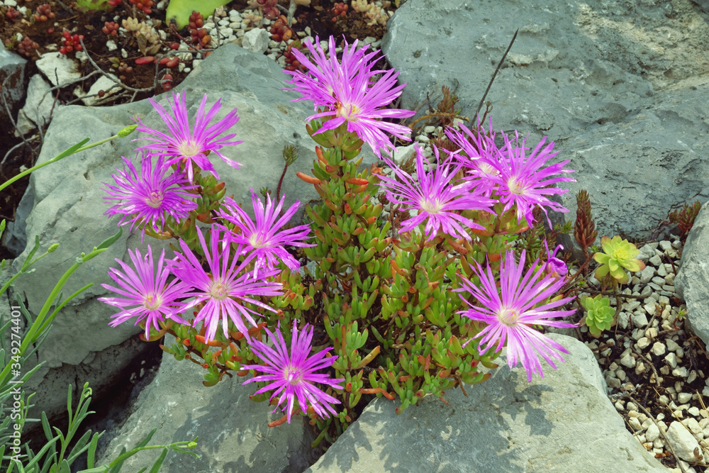 Pink flowers of succulent perennial plant of Carpobrotus acinaciformis ...