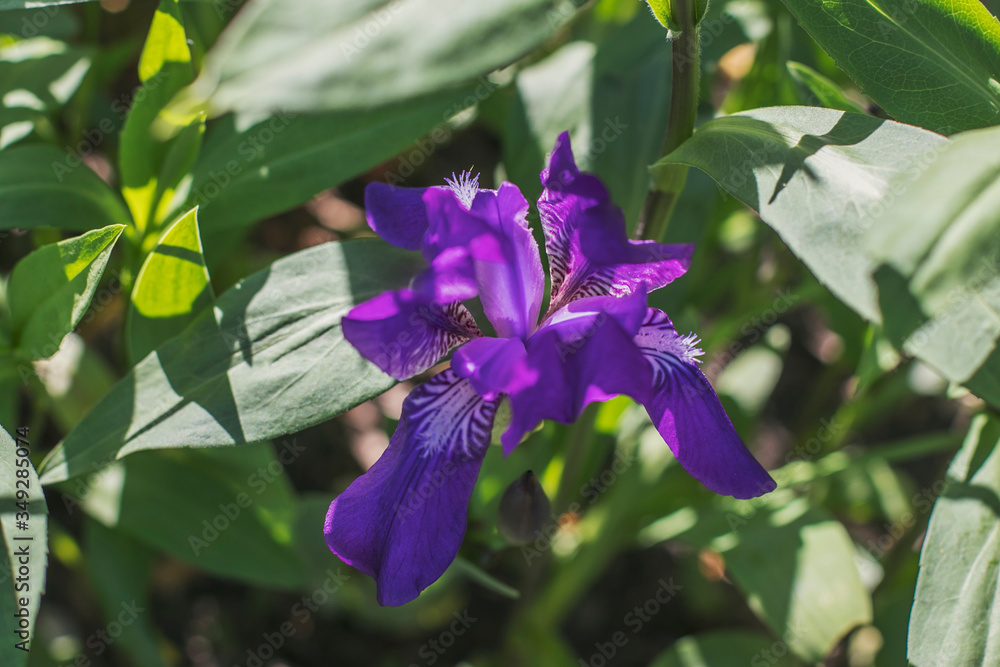 Violet iris flower on a flower bed surrounded by green grass and grass ...