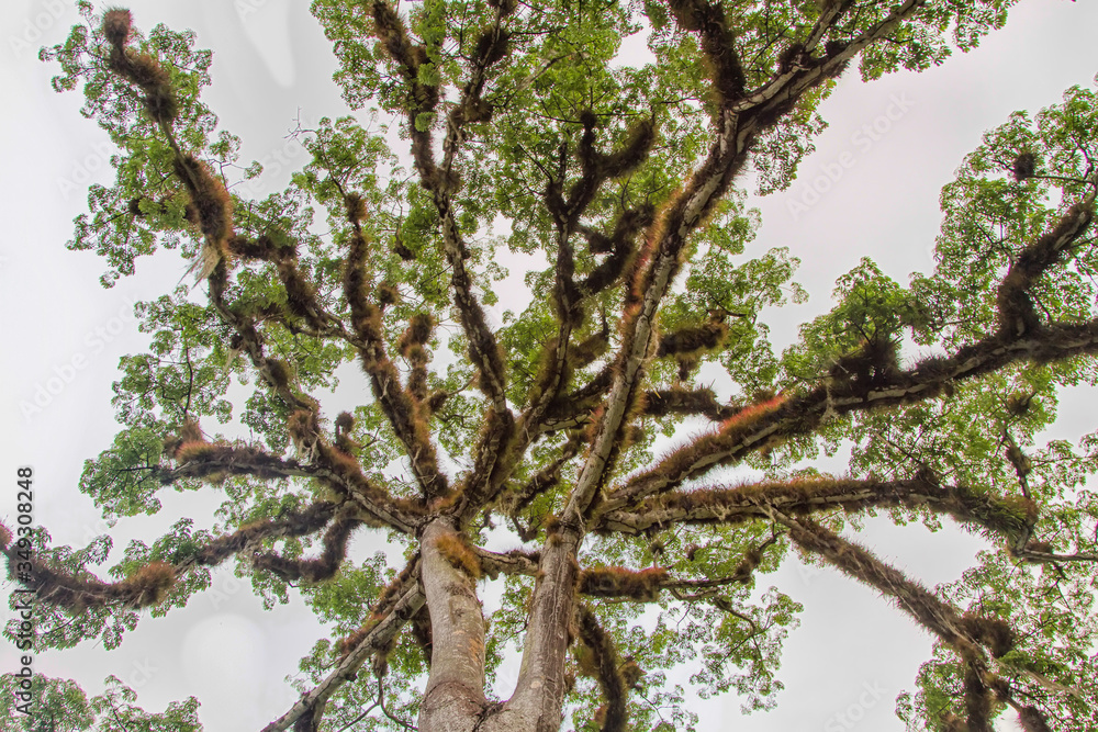 Giant kapok tree called Ceiba, Tikal jungle, Guatemala, Central America ...