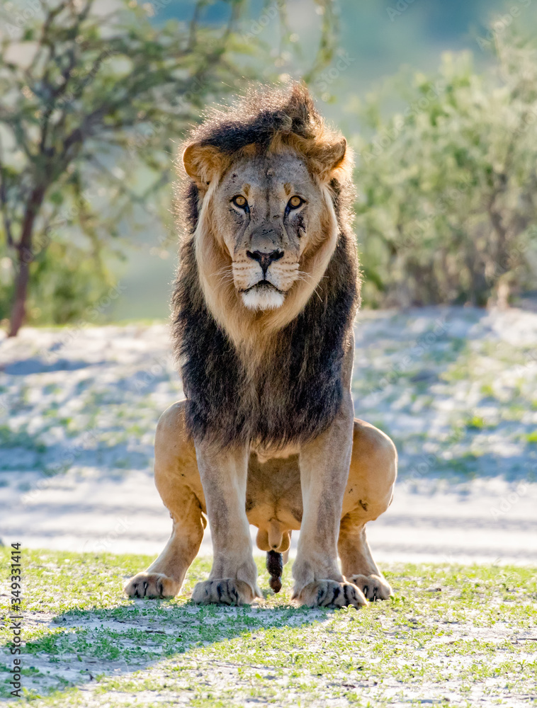 Ethiopian Black Mane Lion