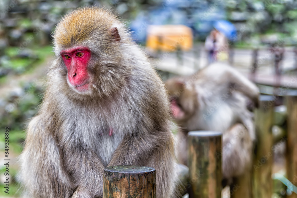 Foto de Snow monkeys in a natural onsen (hot spring), located in ...