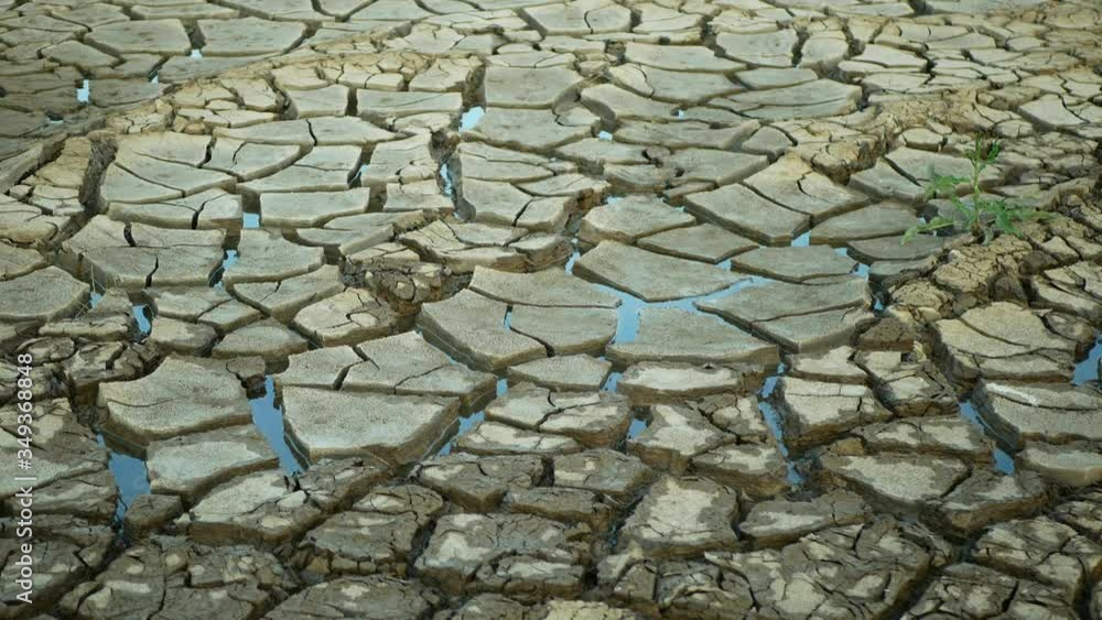 Vídeo do Stock: Drought cracked pond wetland, swamp very drying up the ...