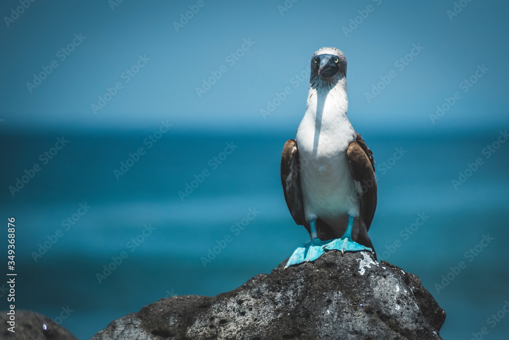 Piqueros de patas azules de las Islas Galápagos Stock Photo | Adobe Stock
