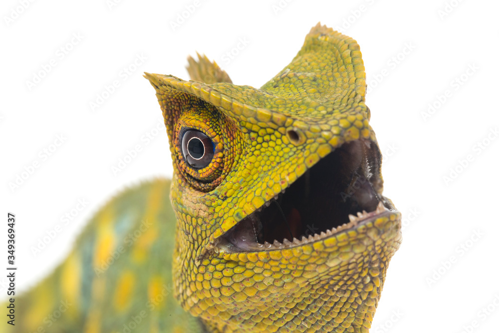 Chameleon forest dragon / Gonocephalus chamaeleontinus isolated on ...