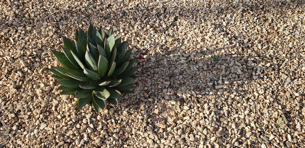Small, green agave plant offset to the left of frame in a brown pebble ...