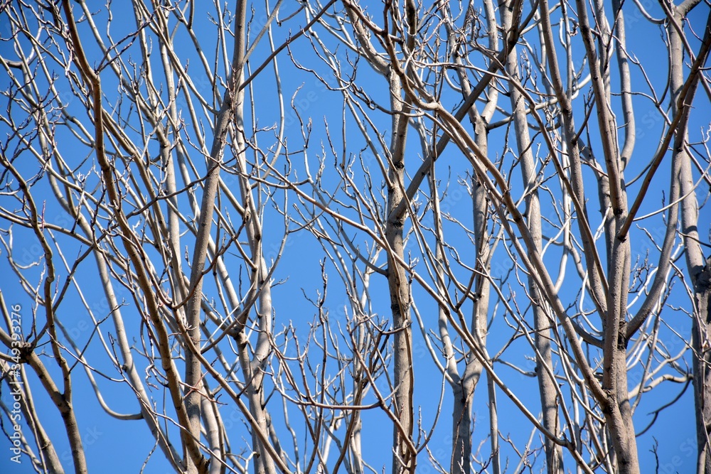 Ramas de árboles sin hojas en invierno con el cielo azul como fondo ...