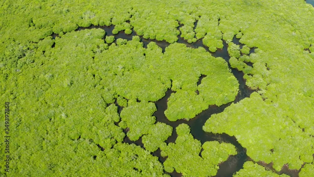 Tropical landscape with mangrove forest in wetland from above on ...