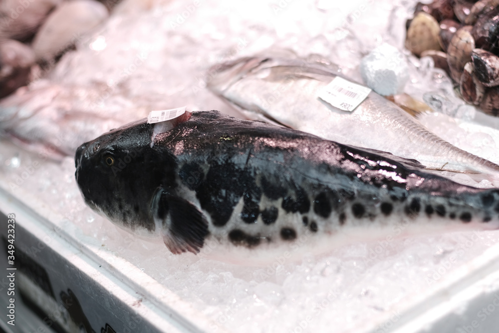 Fresh raw Japanese Fugu Fish (Puffer Fish) on iced at supermarket, Fugu ...